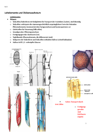 Zusammenfassung 10 BFP Wurzelmetamorphosen - VL 10 Die Wurzel ...