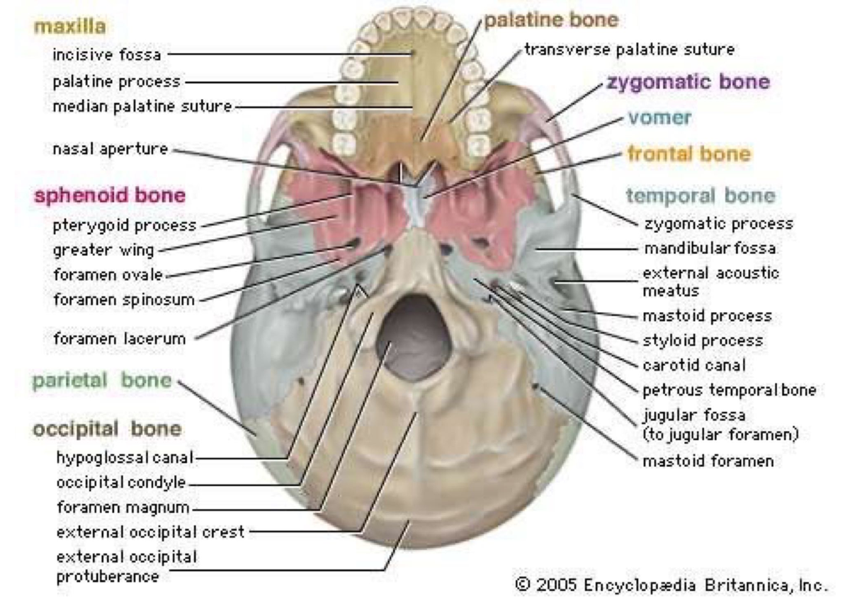 Learning with anatomy - BSC 216 - Studocu