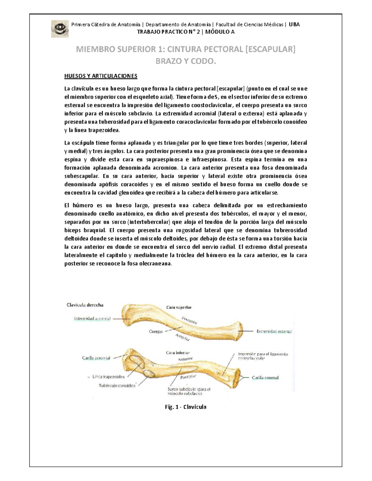 TP 2 Cintura Pectoral Brazo Y CODO - Warning: TT: undefined function: 32 TRABAJO PRACTICO N° 2 ...