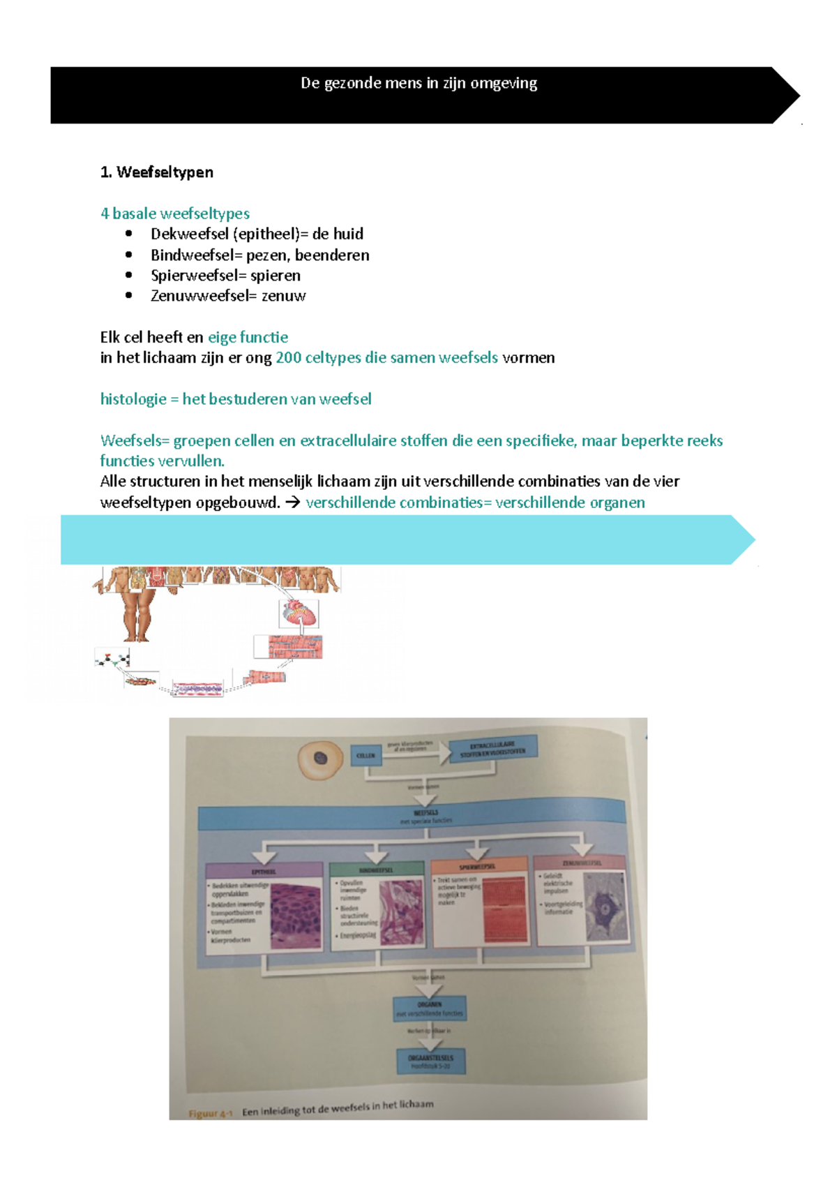 Hoofdstuk 4 - 1. Weefseltypen 4 basale weefseltypes Dekweefsel ...