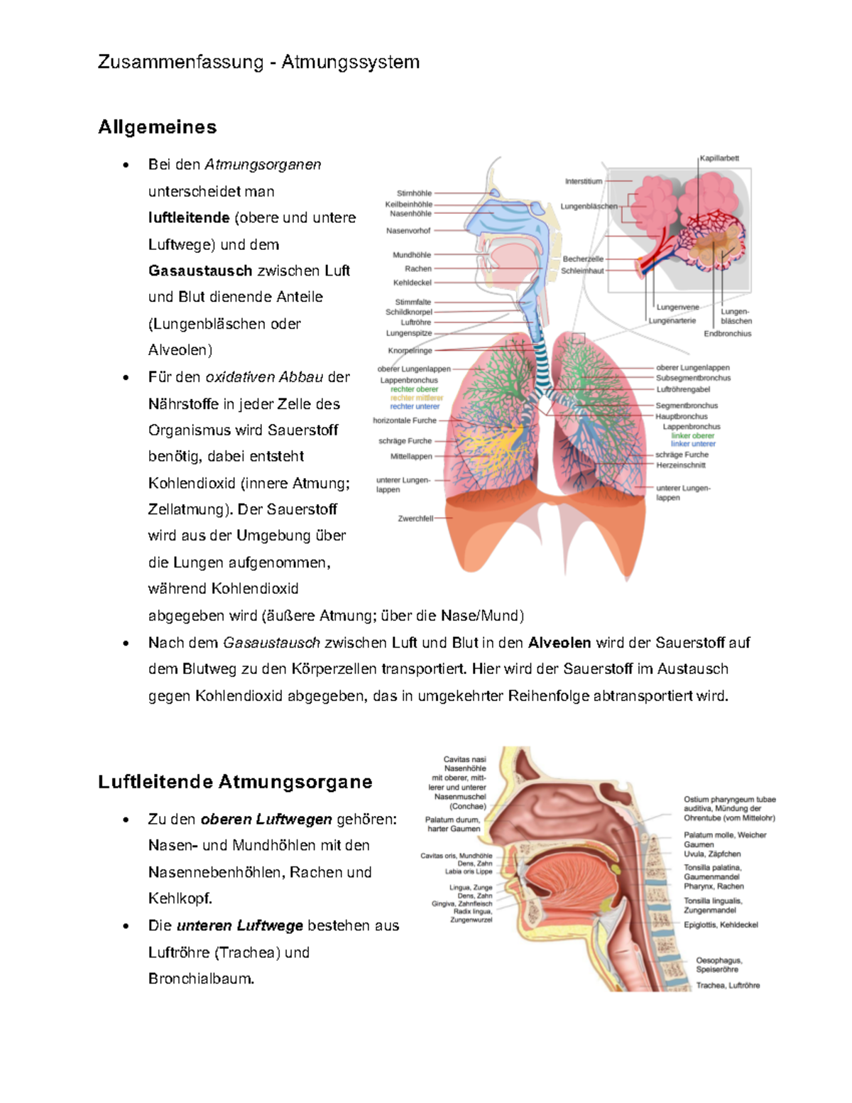 03 Atmung - Zusammenfassung - Zusammenfassung - Atmungssystem ...