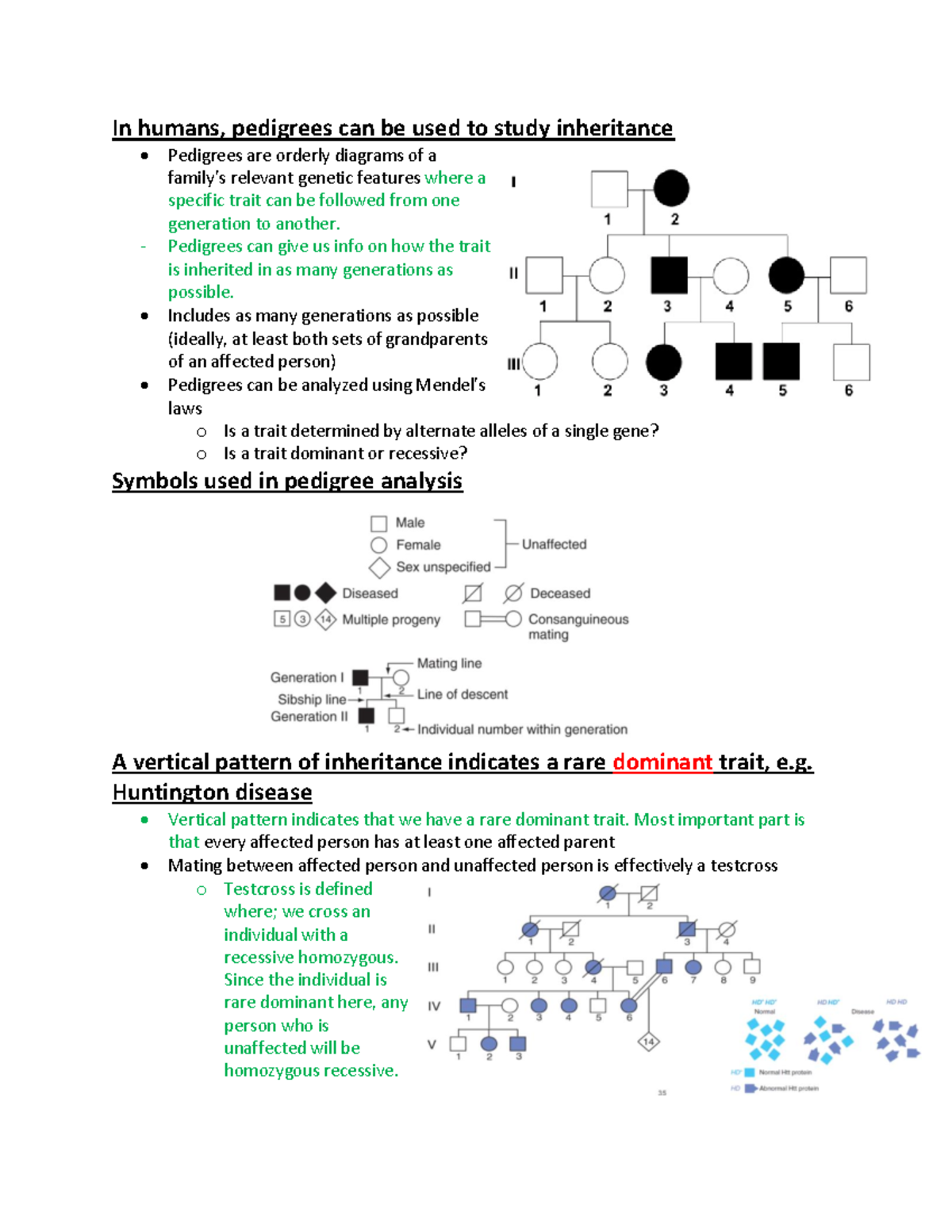 Lecture 2 Pt 2 Notes - In humans, pedigrees can be used to study ...