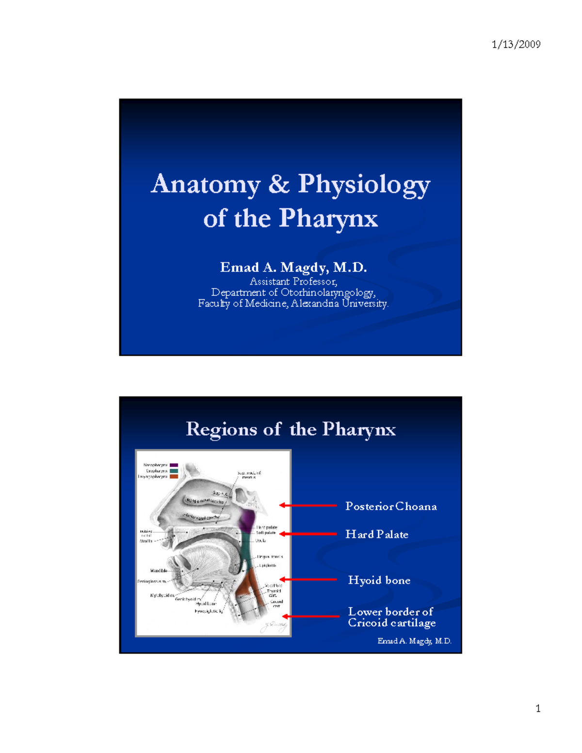 Anatomy & Physiology of the Pharynx - Anatomy & PhysiologyAnatomy ...