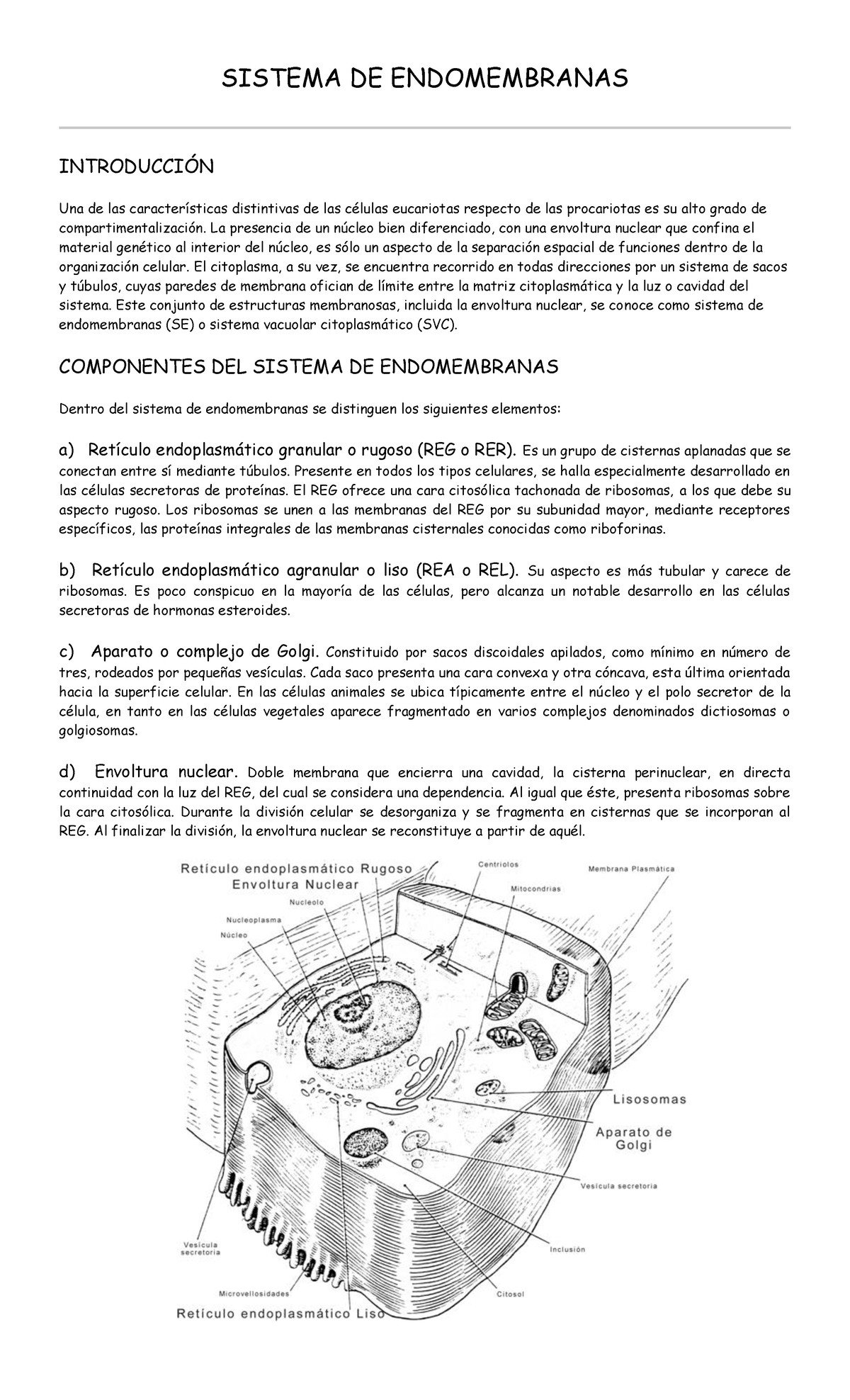Sistema de endomembranas - SISTEMA DE ENDOMEMBRANAS INTRODUCCIÓN Una de ...