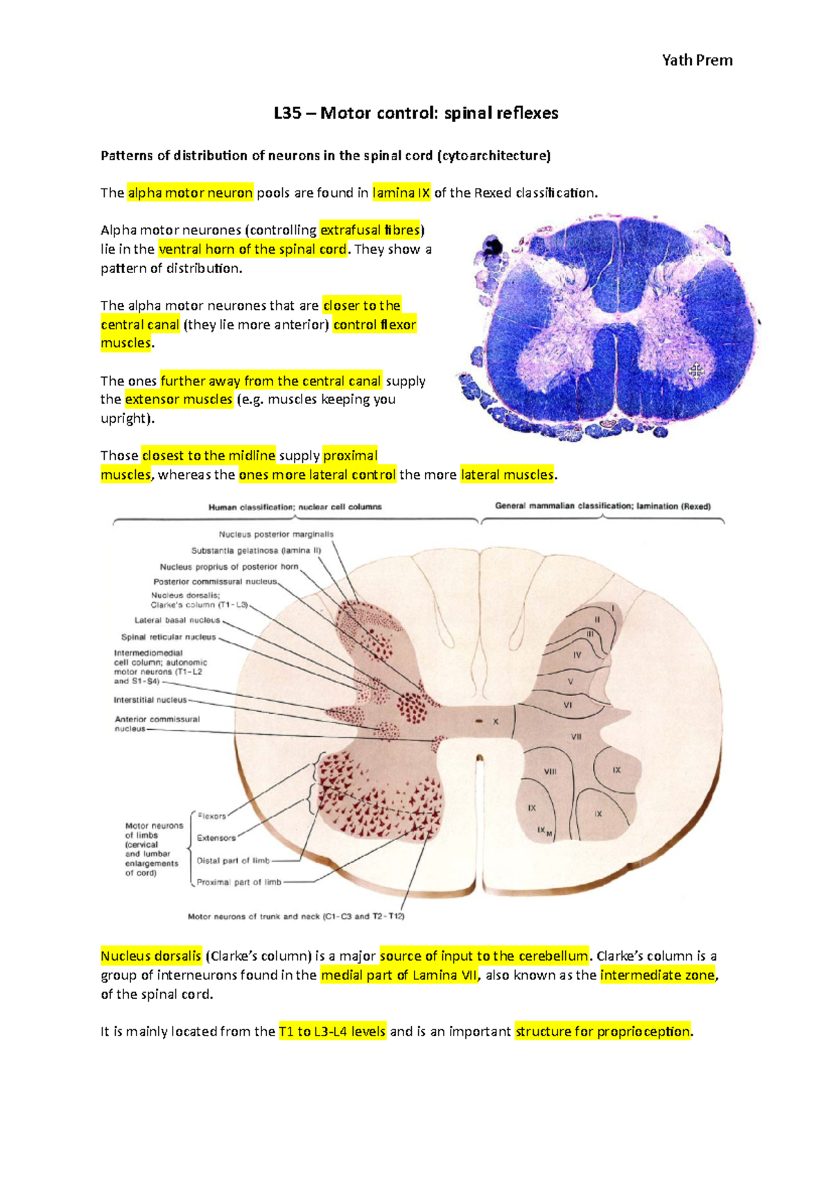 L35 – Motor control- spinal reflexes - L35 – Motor control: spinal ...