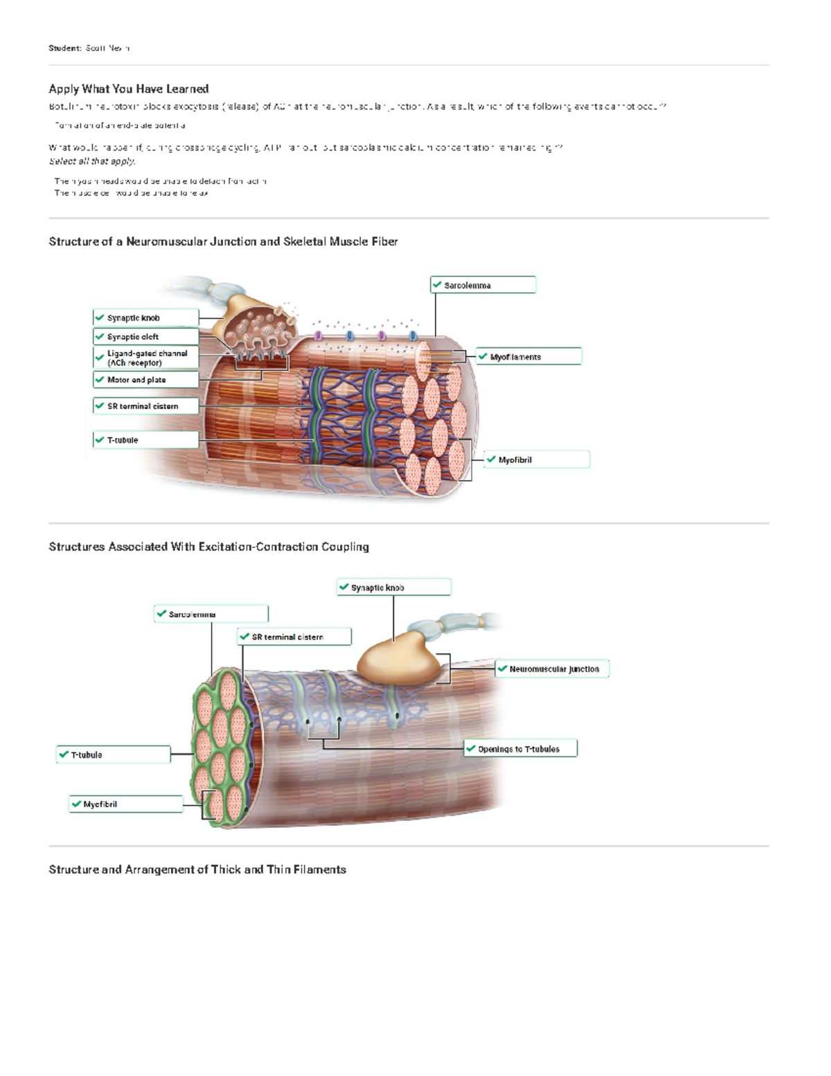 Skeletal Muscle - Concept Overview Physiology Interactive - Student ...