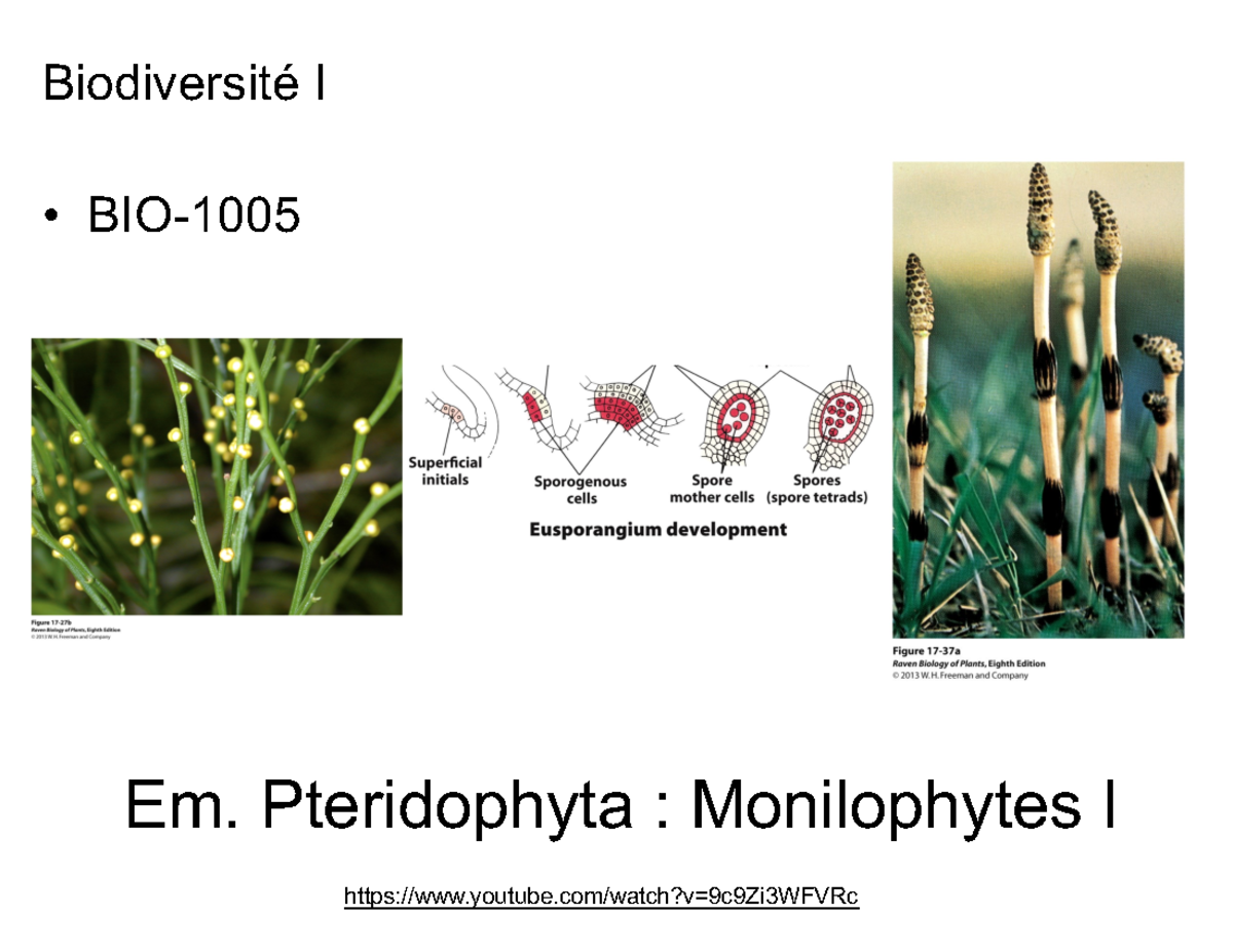 Cours 17-Monilophytes part A - Em. Pteridophyta : Monilophytes I F. W ...