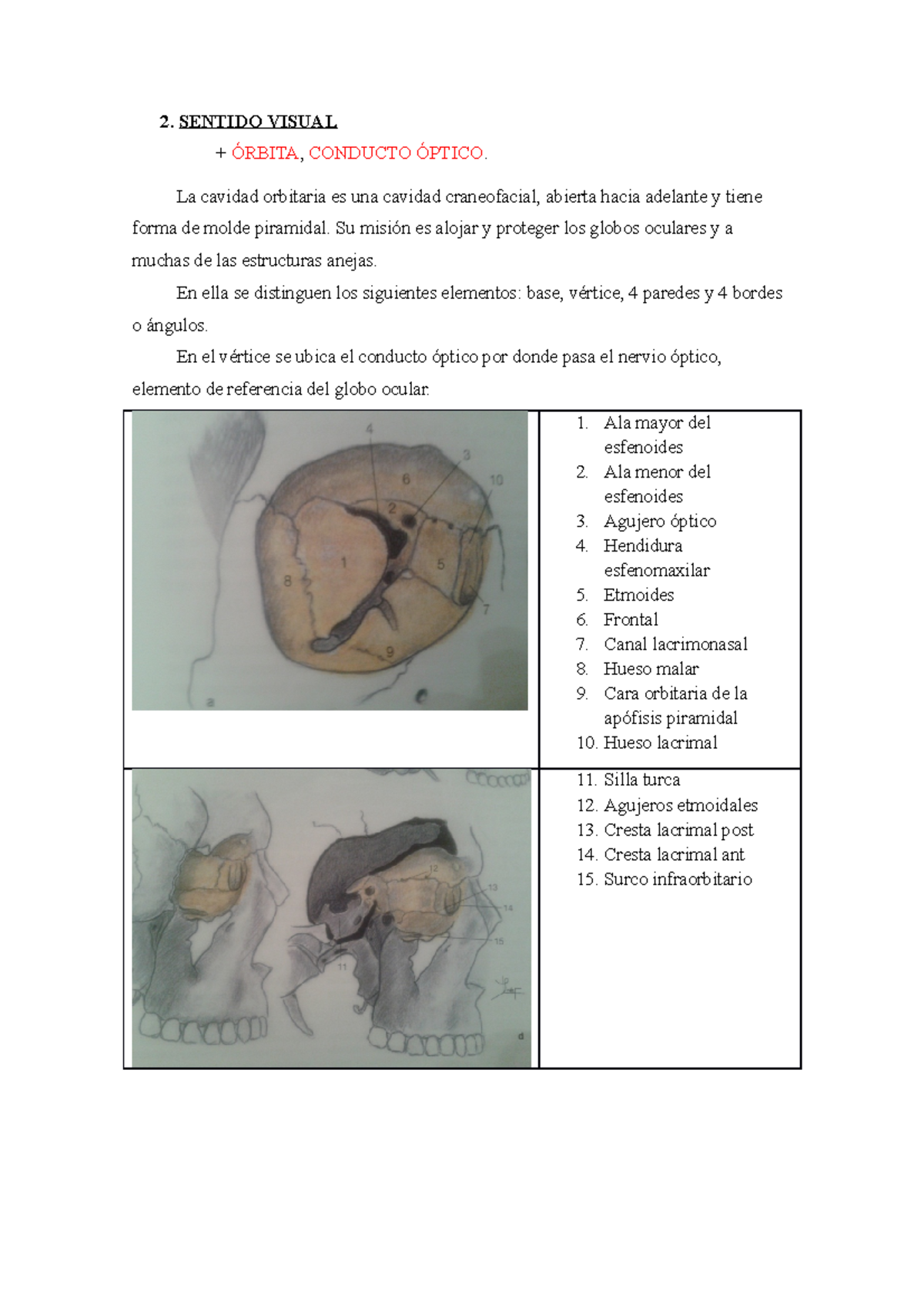 Grupo 1B1 Practica 8 -sentido de la vista - 2. SENTIDO VISUAL + ÓRBITA ...