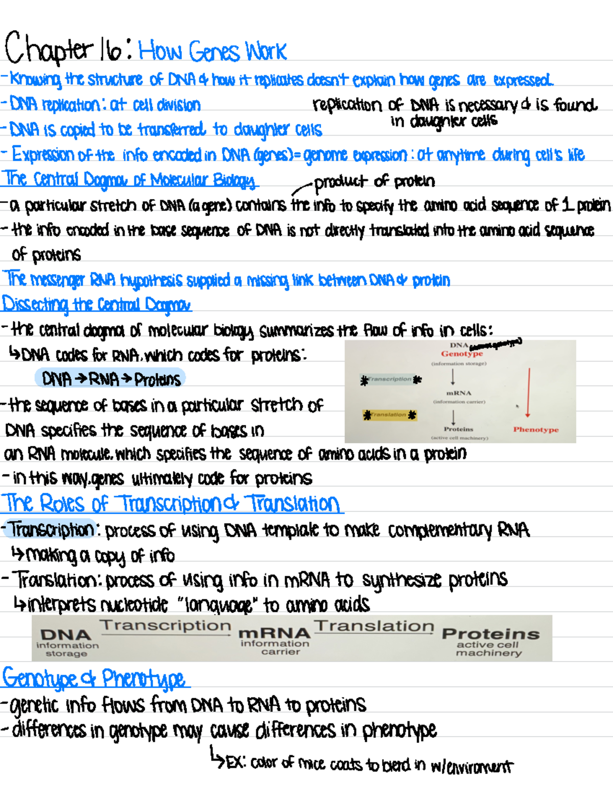 Bio 164 - Dr.Alves Bio 160 - Chapter 16 : How Genes work knowing the ...