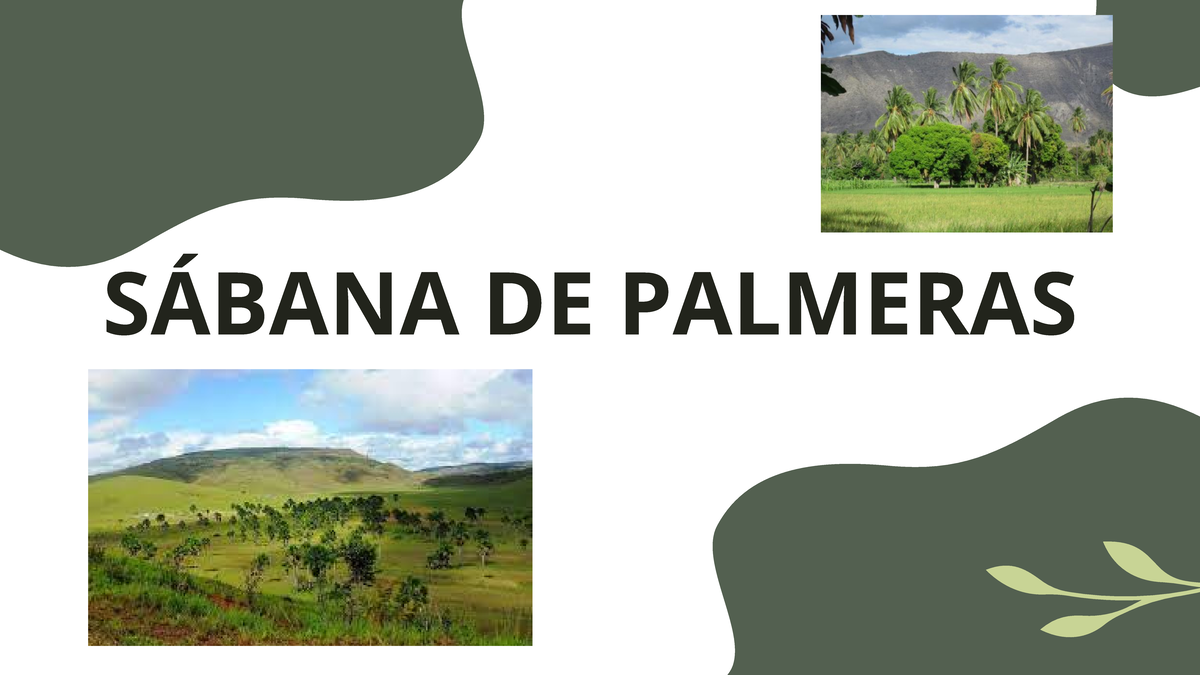 Sabana de palmeras - esta zona ha sido identificada como un centro de ...