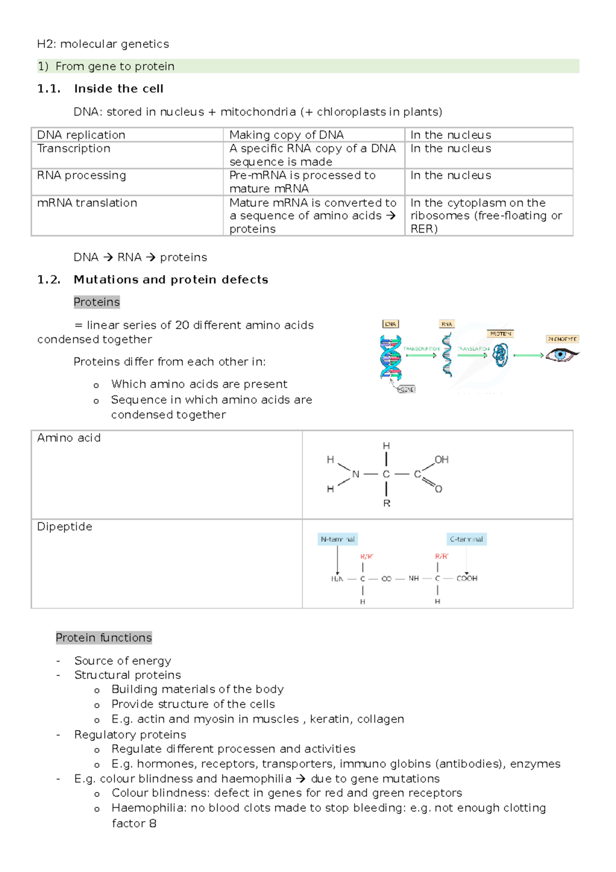 H2 molecular genetics - H2: molecular genetics From gene to protein ...