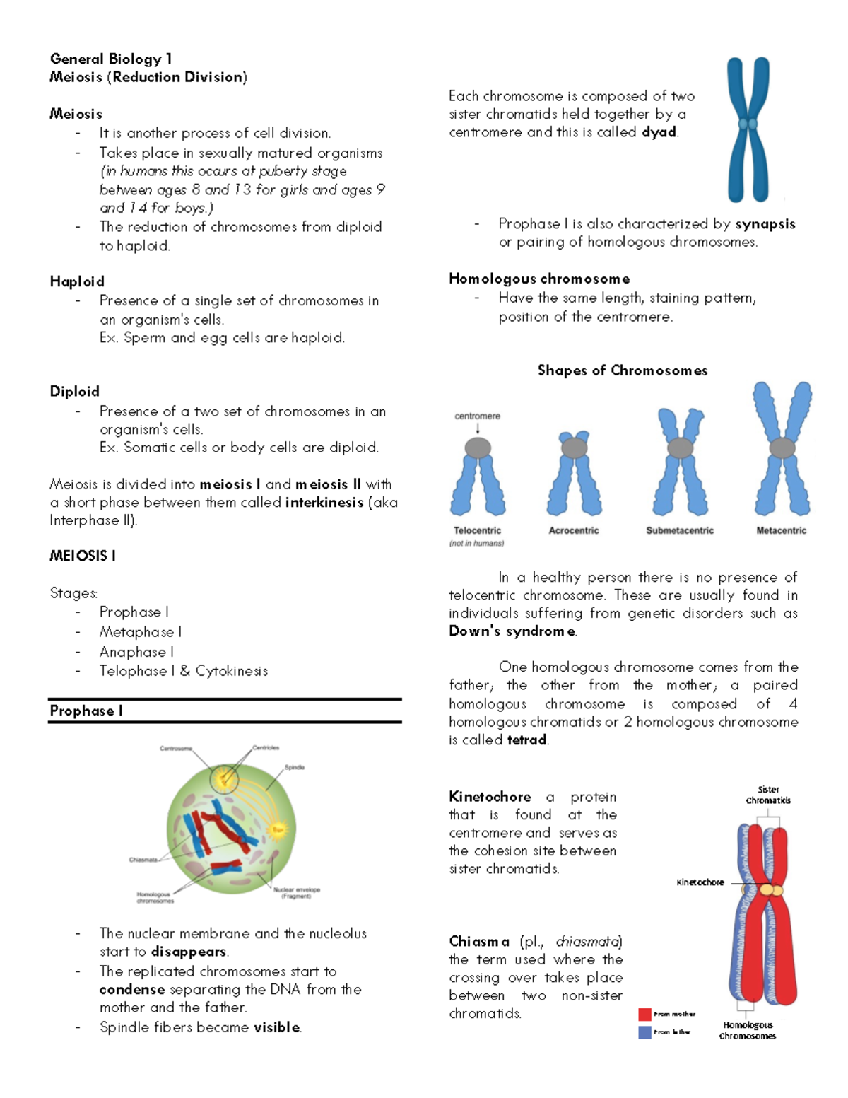 Meiosis - Notes in General Biology - Sister Chromatids Homologous ...