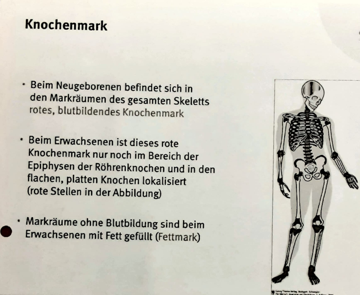 Anatomie teil 2 - Winter - Knochenmark Beim Neugeborenen befindet ...