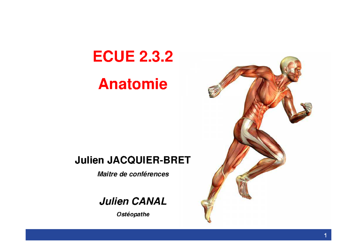 CM 2 et 3 - Myologie du membre supérieur - Présentation des muscles par ...