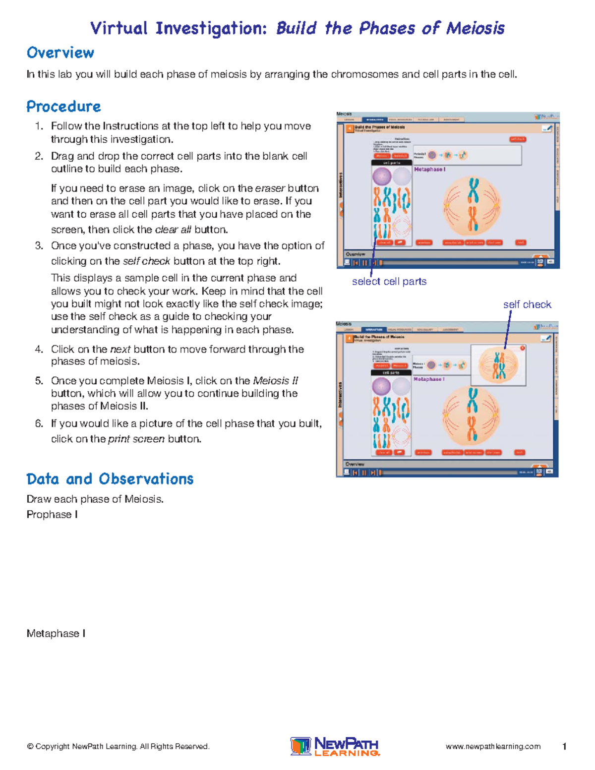 Meiosis-Lab Overview Packet with Description - © Copyright NewPath ...