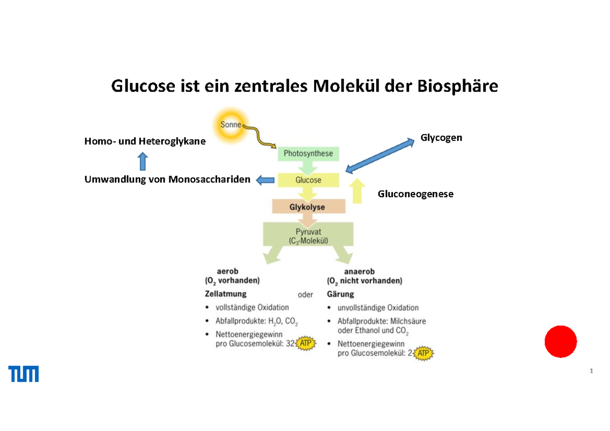 1. Zucker - Thema 1 - Biochemie 2: Reaktionswege und Stoffwechsel ...