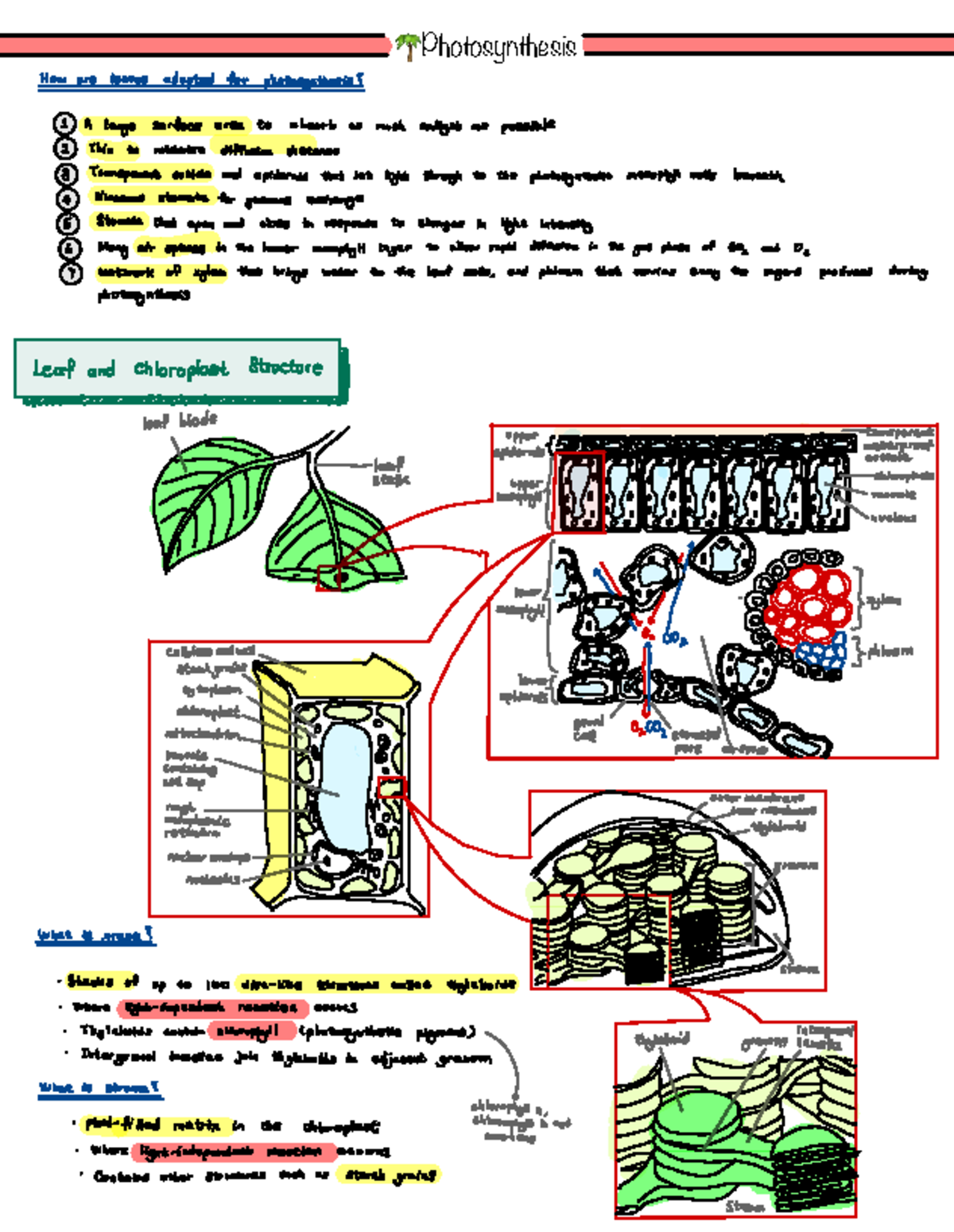 Photosynthesis - Fact Recall - ####### Photosynthesis How are leaves ...