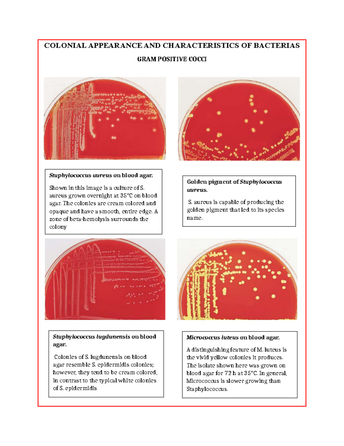Colonial Appearance AND Characteristics OF Bacterias - COLONIAL ...