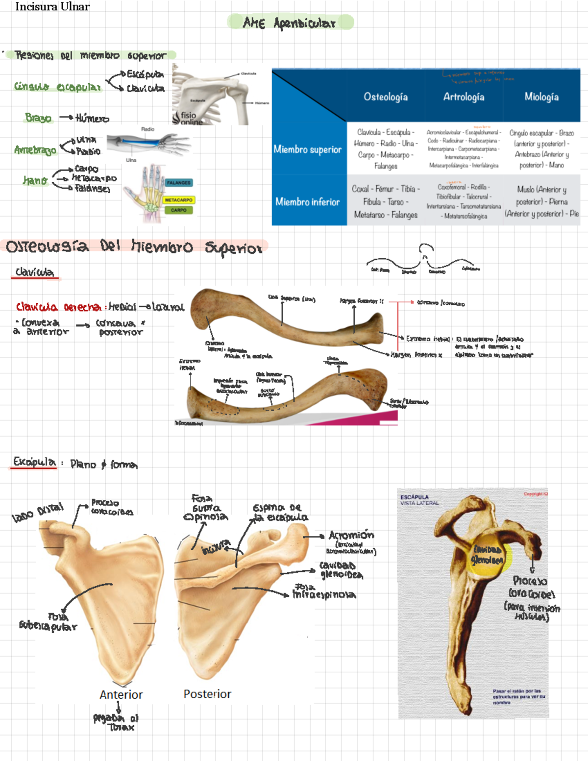 Anatomia Hombro Fisiot