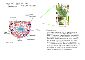 Práctica 5. Epidermis y peridermis - Histología y organografía vegetal ...