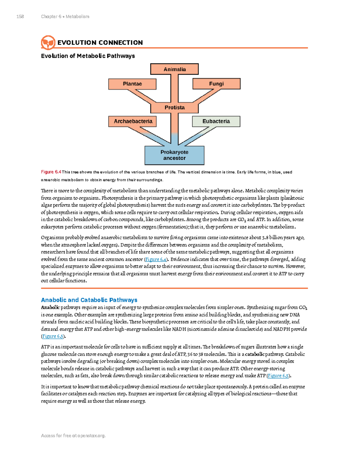 Chapter 6 Metabolism Part 2 - EVOLUTION CONNECTION Evolution of ...
