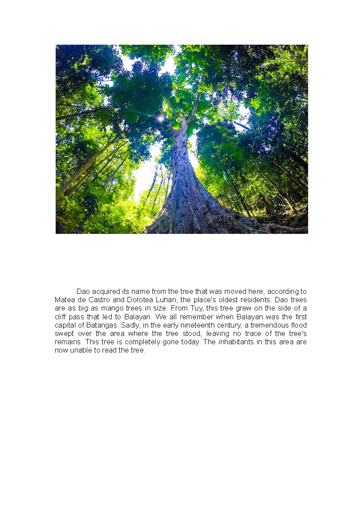 History of our Barangay - Dao acquired its name from the tree that was ...