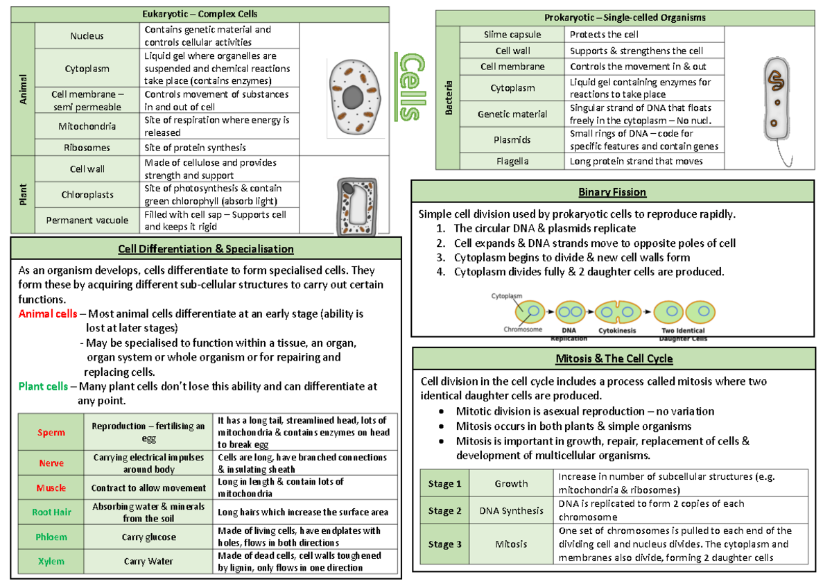 AQA GCSE Biology - Cells Notes - Eukaryotic 3 Complex Cells Animal ...