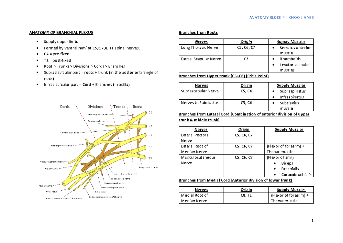 Anatomy (Musculoskeletal System) - ANATOMY OF BRANCHIAL PLEXUS Supply ...