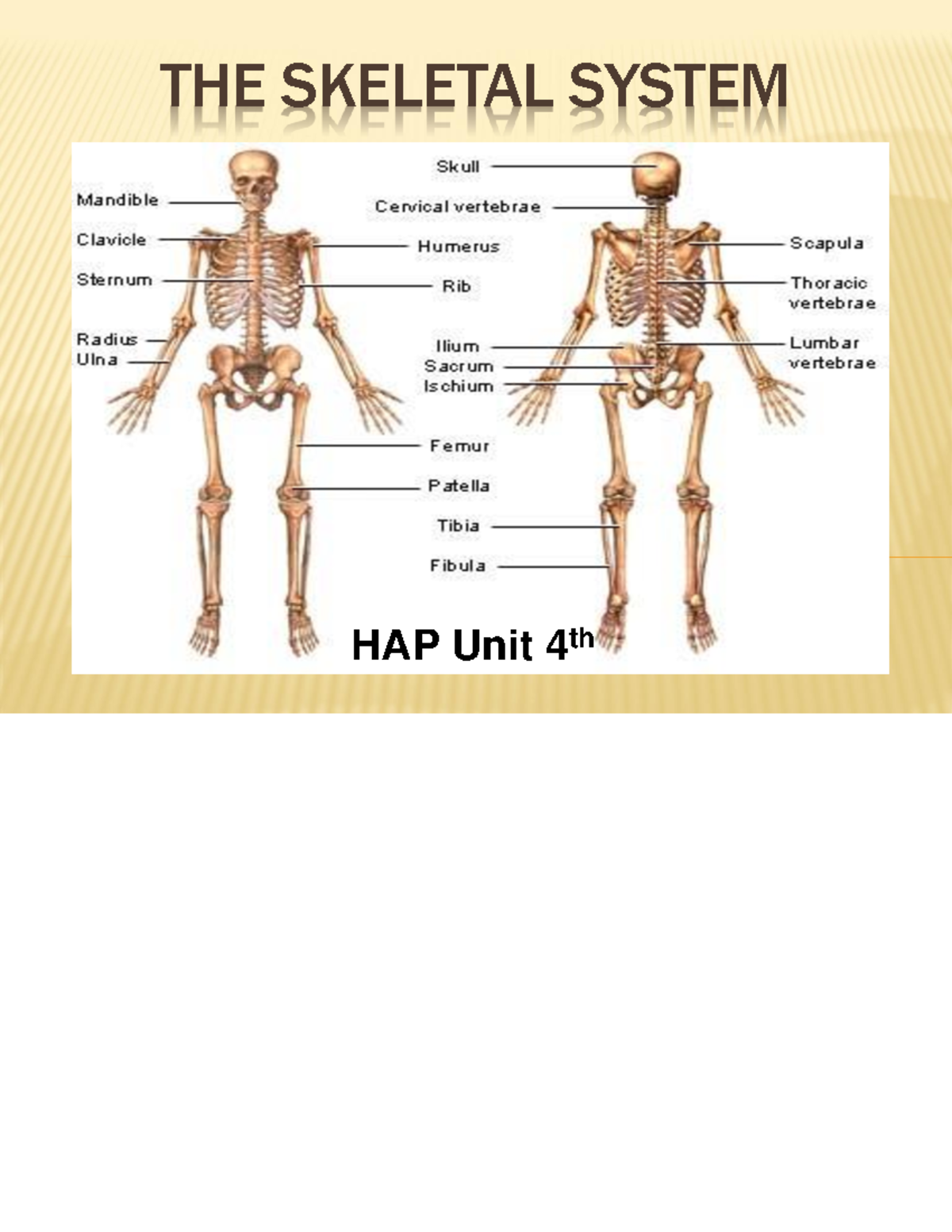 Skeletal System - THE SKELETAL SYSTEM HAP Unit 4th THE SKELETAL SYSTEM Parts of the skeletal ...