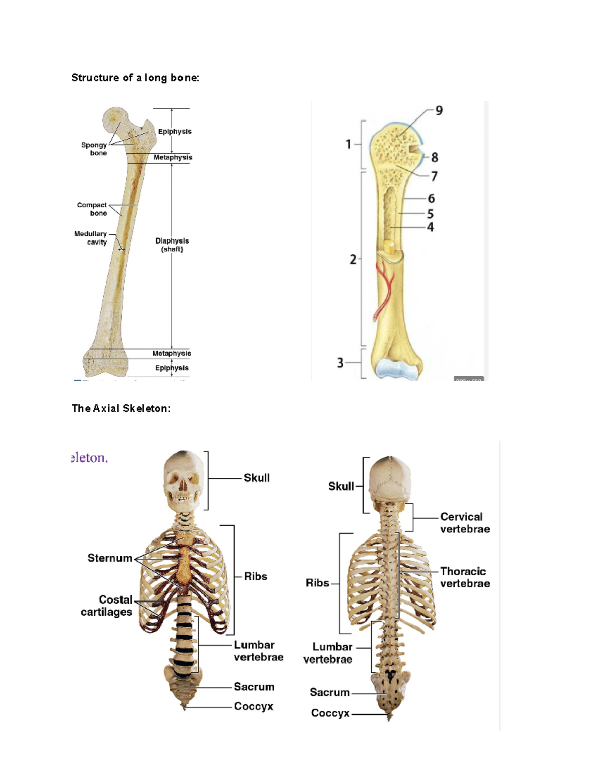 Anatomy and Physiology I- Skeletal System Pt 2 - Structure of a long ...