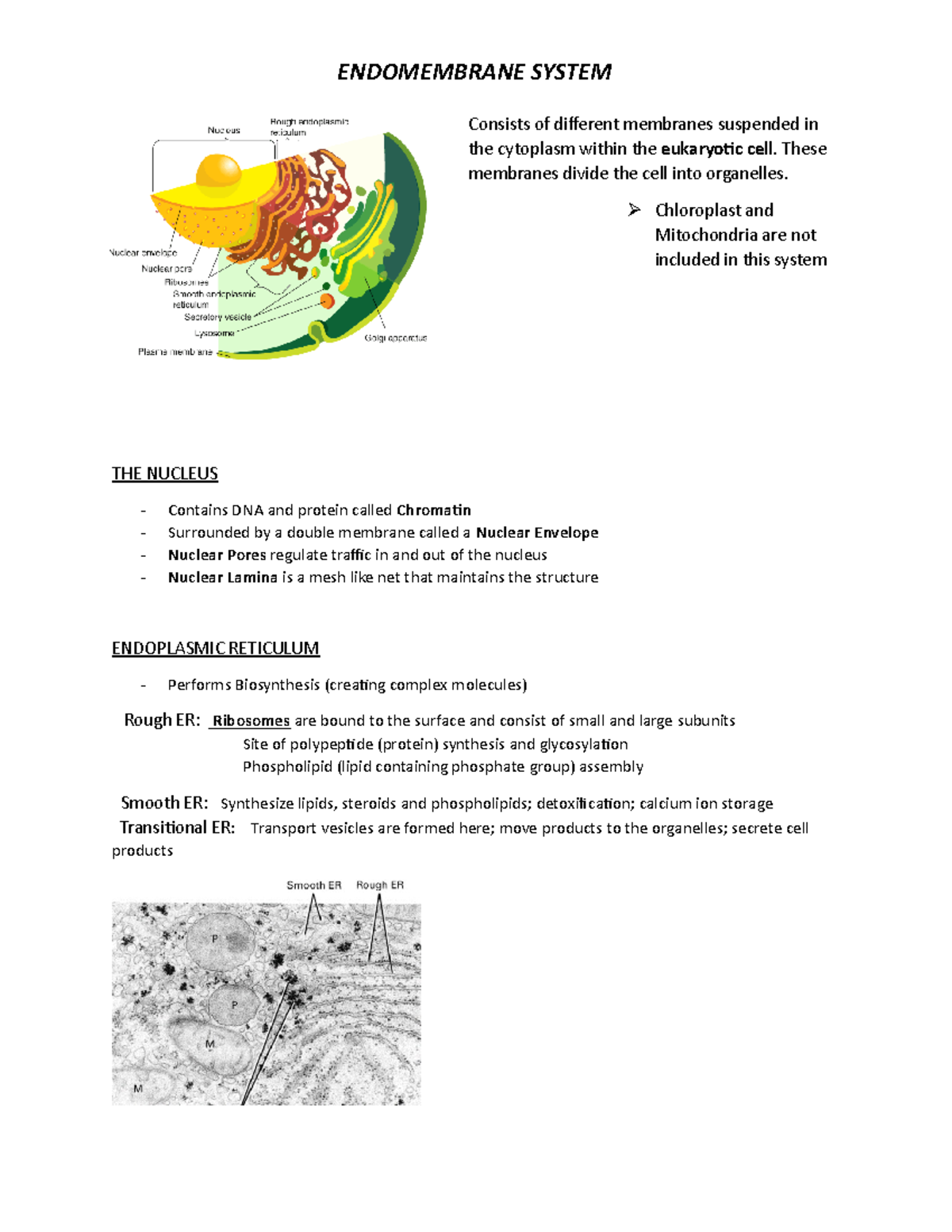 Biol-1115 Endomembrane System Notes - ENDOMEMBRANE SYSTEM Consists of ...