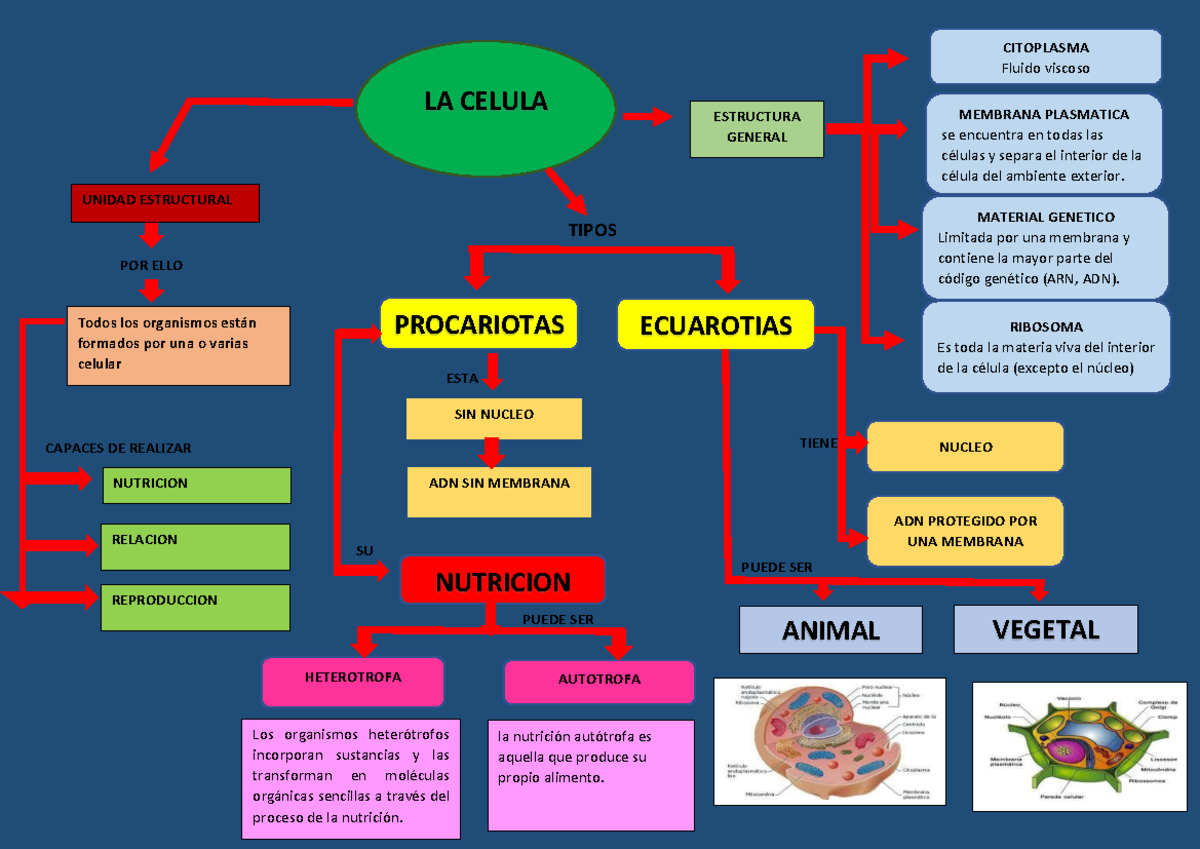 MAPA Conceptual LA Celula - LA CELULA UNIDAD ESTRUCTURAL REPRODUCCION promociÛn de la salud ...