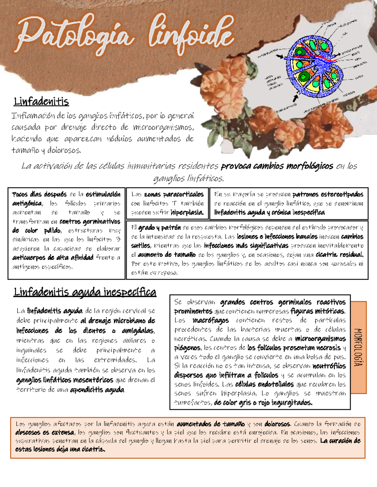 Patologia linfoide - Linfadenitis Inflamación de los ganglios ...
