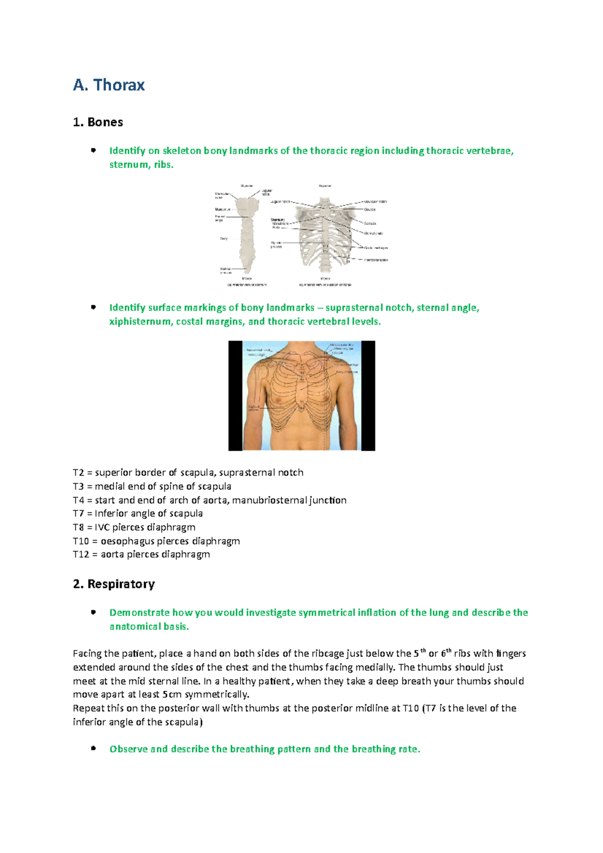 Year 2 OSPE revision - A. Thorax 1. Bones Identify on skeleton bony ...