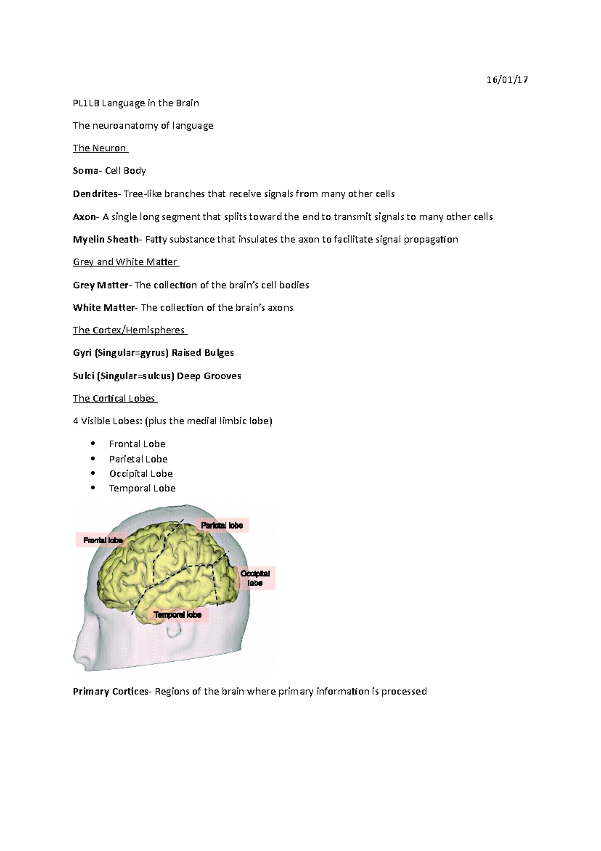 Lecture 2 - The neuroanatomy of Language - 16/01/17 PL1LB Language in ...