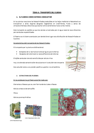 Comparación plantas C3, C4 y CAM - Fisiologia Vegetal y Cultivos ...