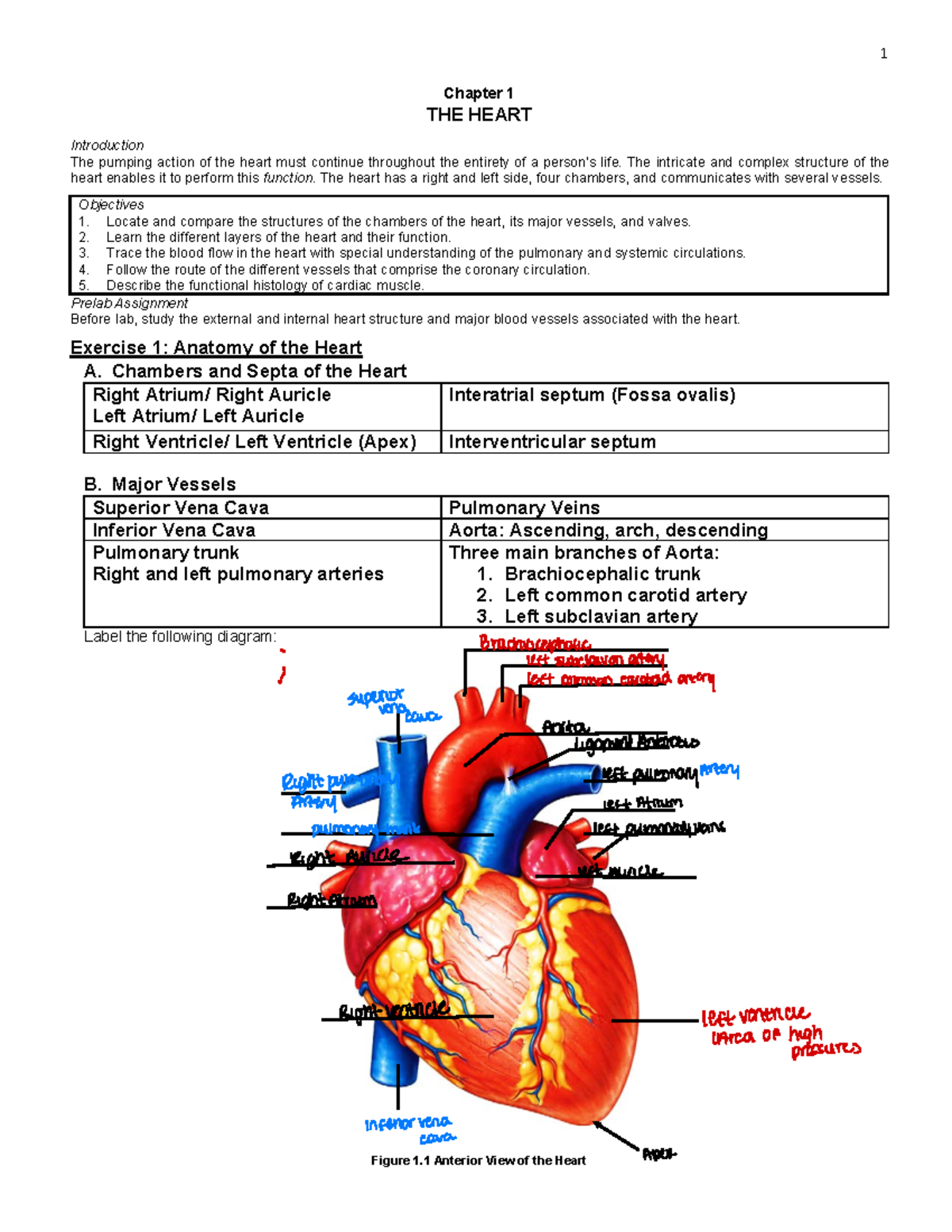 1 Heart Lab Manual - Chapter 1 THE HEART ####### Introduction ...