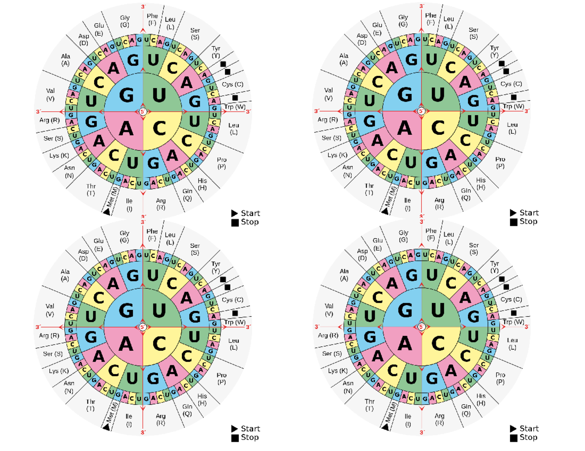 Codonn - codon for DNA - Biology - Studocu