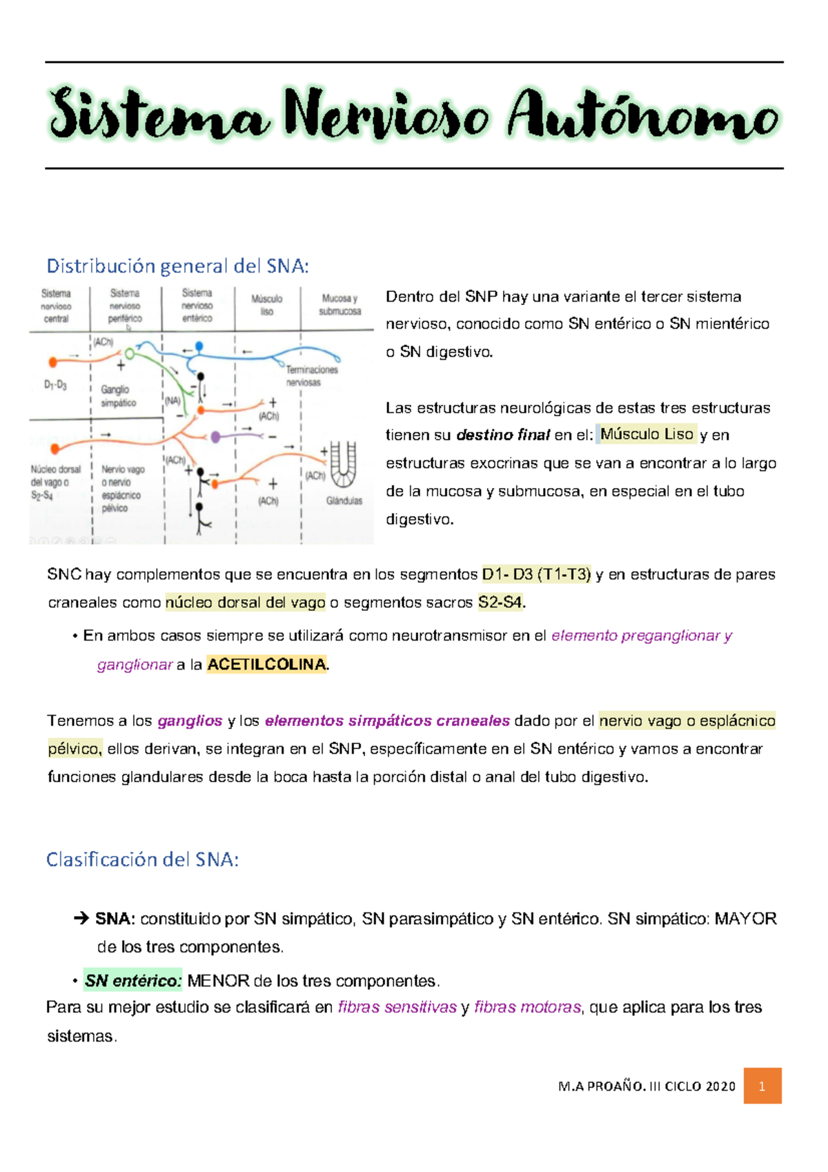 Sistema Nervioso Autonomo. Capitulo 14 Snell - Sistema Nervioso Autónomo Distribución general ...