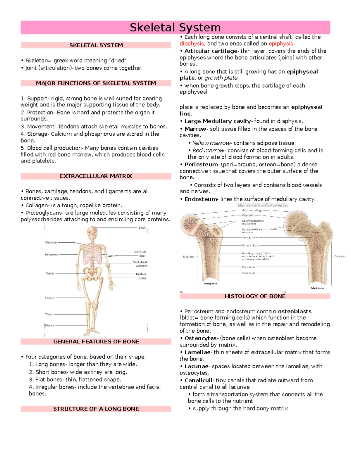 Skeletal System - SKELETAL SYSTEM Skeleton= greek word meaning “dried ...