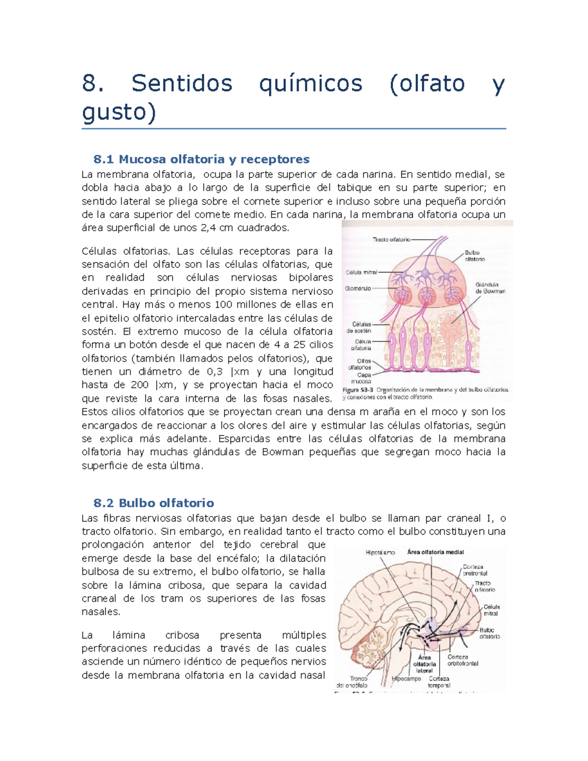 Gusto y olfato - Apuntes 4 - 8. Sentidos gusto) (olfato y 8 Mucosa ...