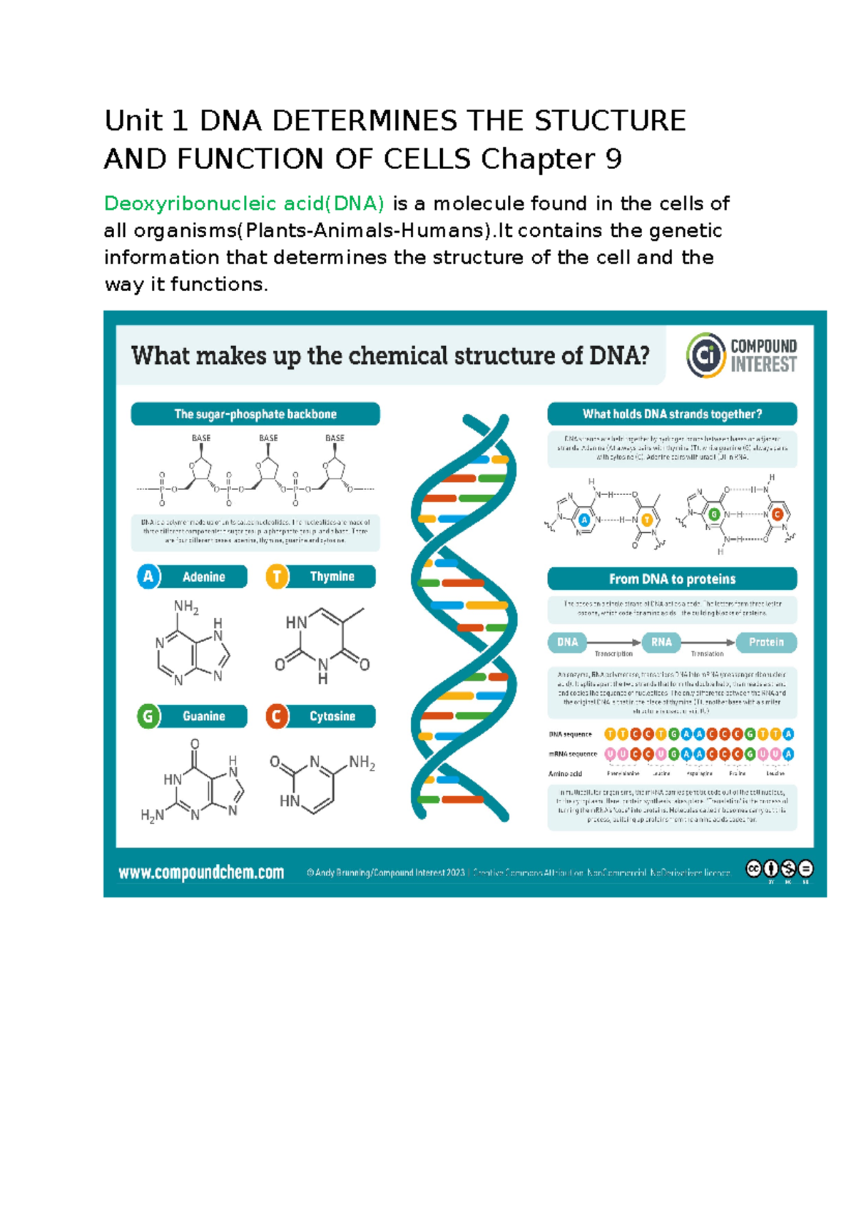 DNA Determines THE Stucture AND Function OF Cells - Unit 1 DNA ...