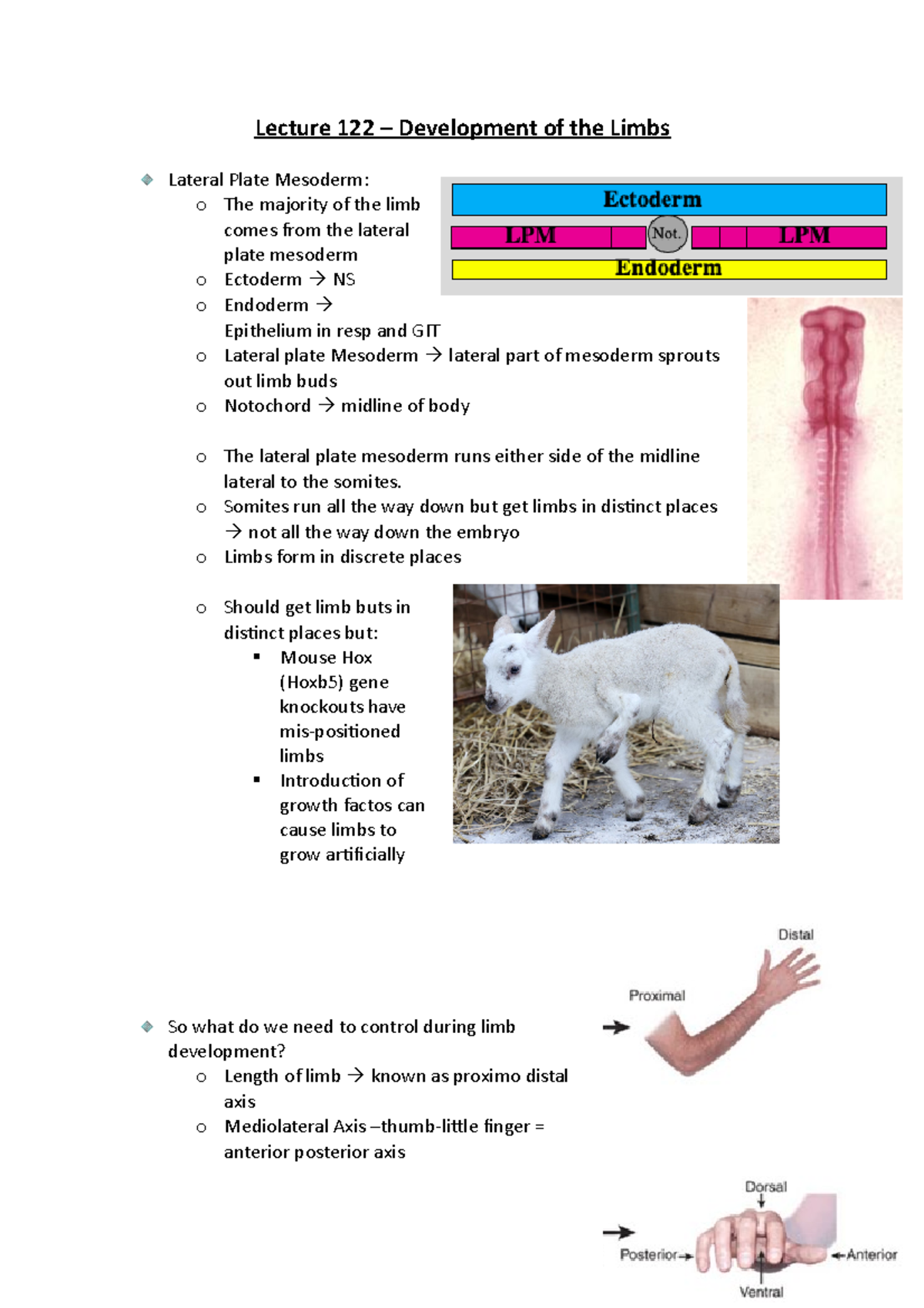 Lecture 122 - Development of the Limbs - Lecture 122 – Development of ...