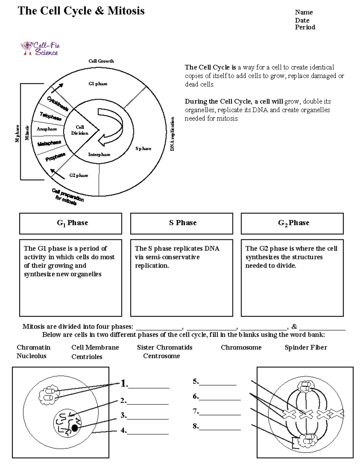 Cell Cycle Mitosis Interactive Note Taking Sheet and Microscope Lab ...