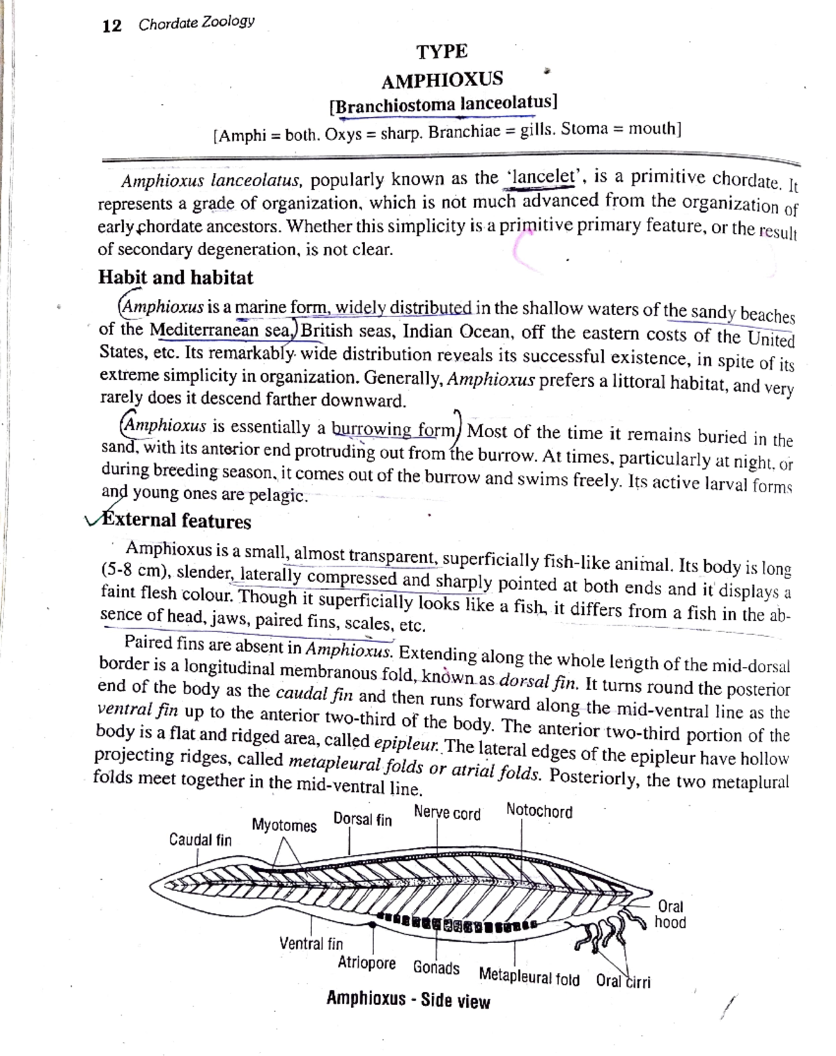 amphioxus habit and habitat - 12 Chordate Zoology TYPE AMPHIOXUS ...