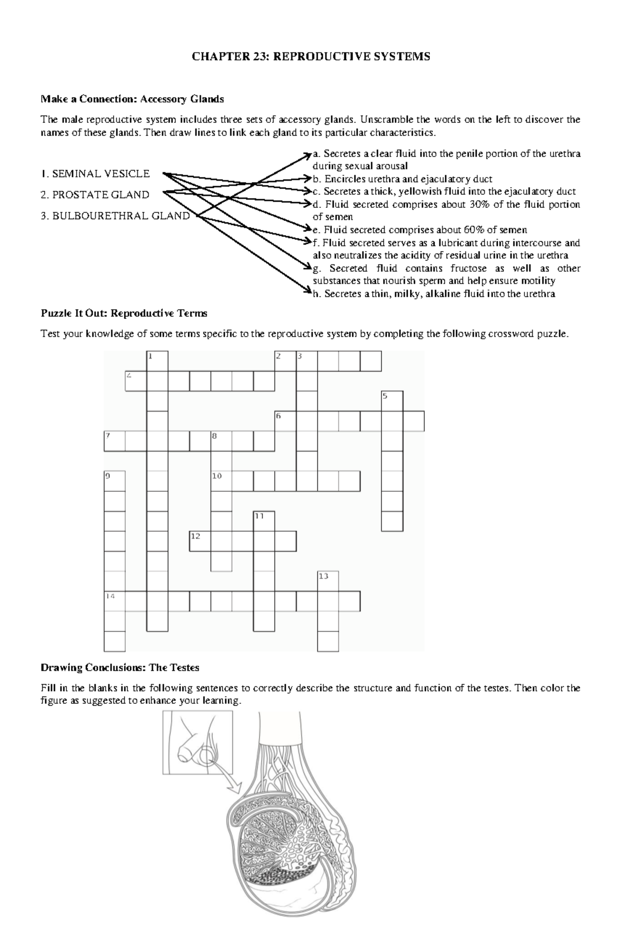 Anatomy and Physiology - Chapter 21-25 Answersheets - CHAPTER 23 ...