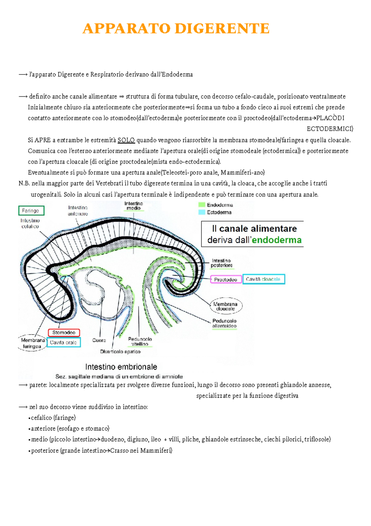 11. Apparato Digerente - APPARATO DIGERENTE l’apparato Digerente e ...