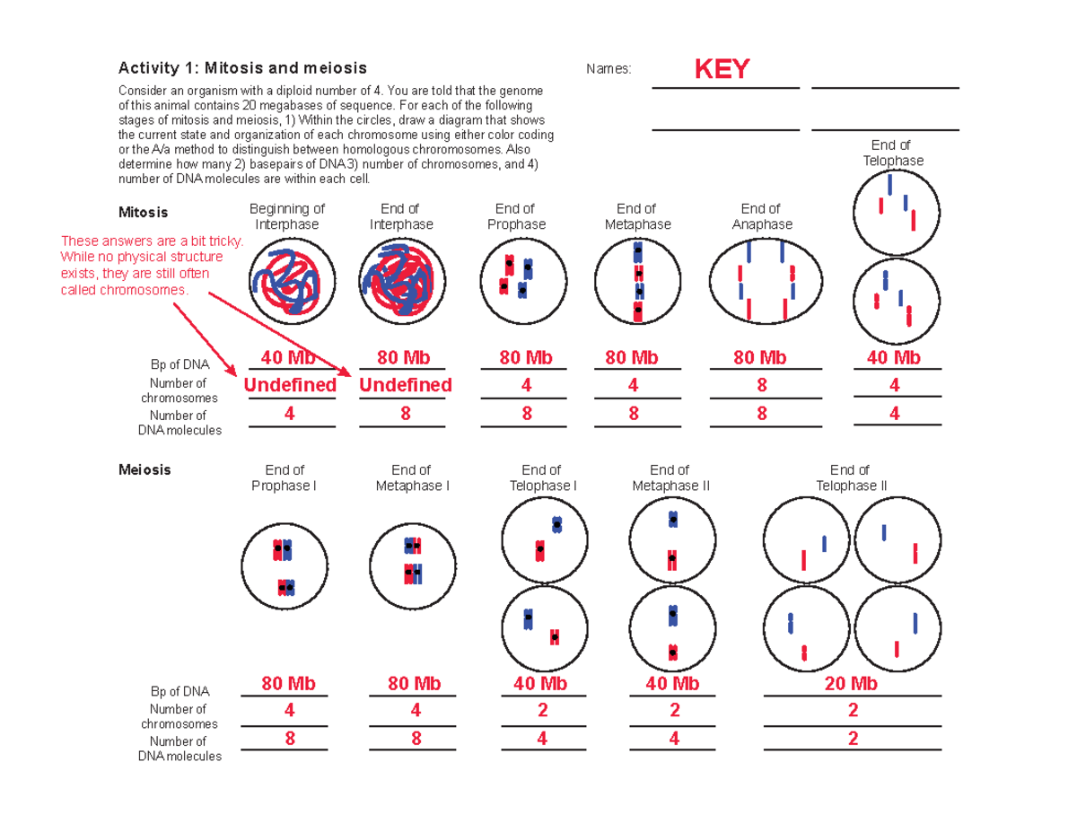 BIOL+2344+Activity+1+Mitosis+Meiosis+KEY - Activity 1: Mitosis and ...