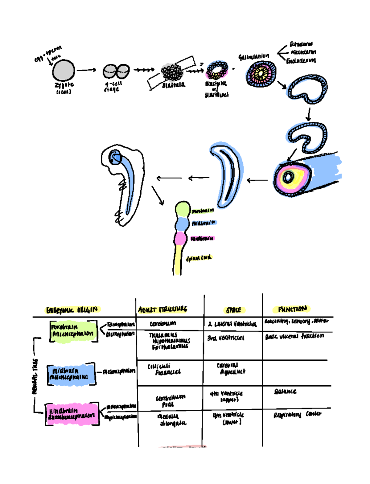 Ch.8 Notes - Embryonic origin, brain, spinal cord tracts - BIOSC 1250 ...