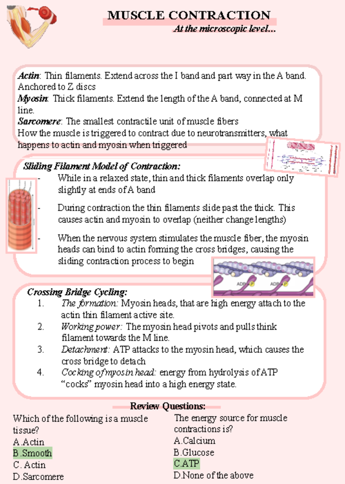 Summary card Muscle Contractions - MUSCLE CONTRACTION At the ...